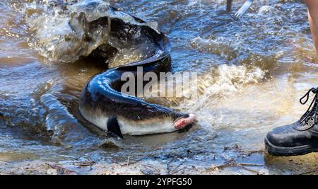 Eels are ray-finned elongated fish belonging to the order ...