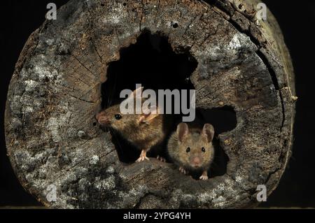 Adult house mice Dorset, UK Stock Photo - Alamy