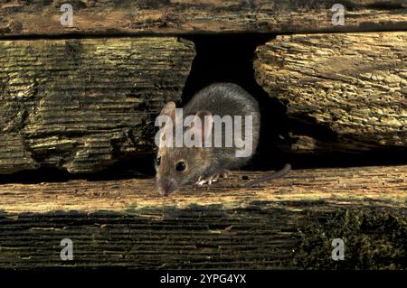 Adult house mouse Dorset, UK Stock Photo - Alamy