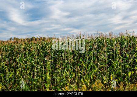 Wisconsin cornfield at the start of autumn, horizontal Stock Photo - Alamy