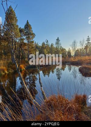Bog with Forest in Austria Stock Photo - Alamy