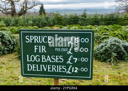 Cut Nordman fir Christmas trees for sale at Beanston Farm, East Lothian ...