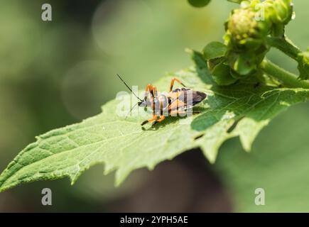 Orange Assassin Bug (Apiomerus pictipes) resting on a leaf in Mexico ...