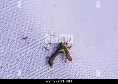 Dead Thorn Treehopper (Umbonia crassicornis) being attended by ants at ...