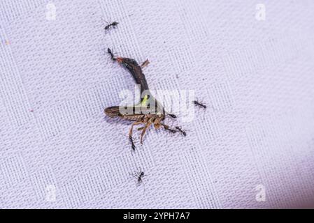 Dead Thorn Treehopper (Umbonia crassicornis) being attended by ants at ...