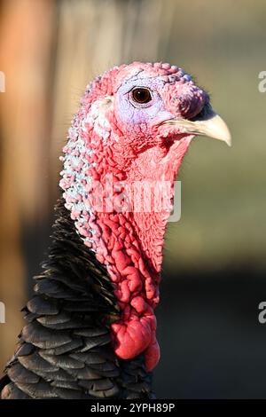 Portrait of a turkey outdoor with red wattle hanging from top of the ...