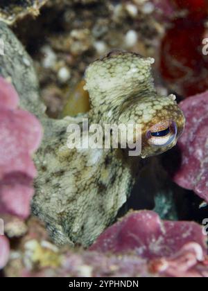 Octopus, Common Octopus (Octopus vulgaris) juvenile, camouflaging ...