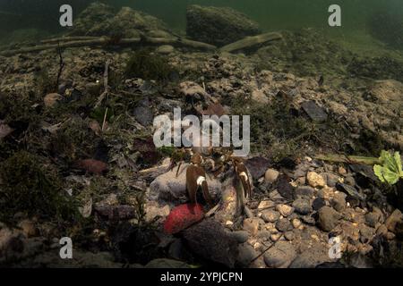 Signal crayfish on the bottom in the Traum river. Crayfish in the river ...