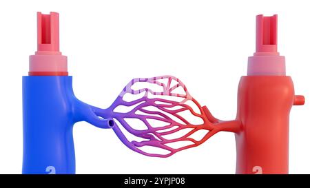 Capillary Microcirculation. Blood vessel with red blood cells, light ...