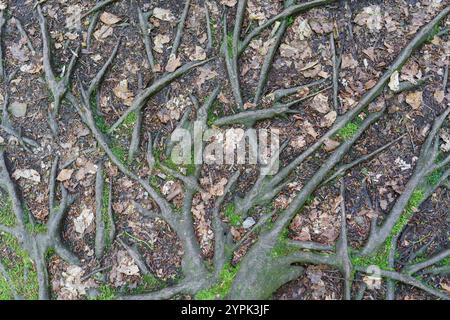 Tree roots winding in different directions on the earth's surface ...