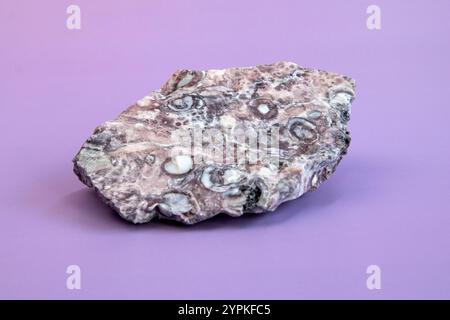 Pelitic Schist Rock placed isolated on on light Background close up ...