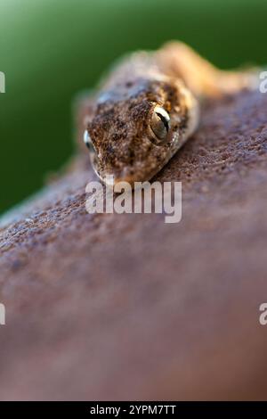 A gecko on a stone wall in the South of France Stock Photo - Alamy