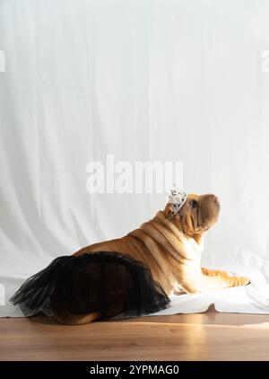 dog dressed up like a human with wig, glasses and shirt on white ...