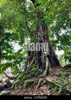 A majestic and impressive tree with intricate roots Stock Photo - Alamy