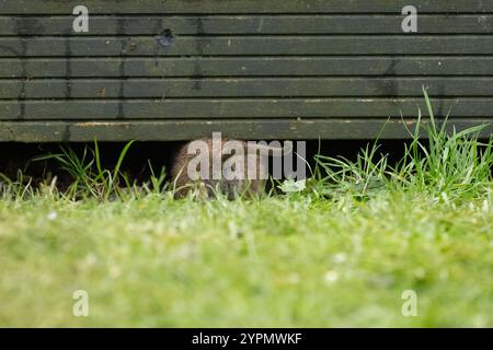 rat running and hiding under decking in uk garden Stock Photo - Alamy