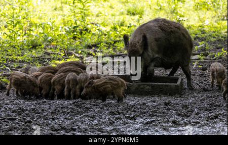 Wild boars in the forest, streams with young animals, wild boars Stock ...