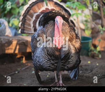 Turkey in the backyard Stock Photo - Alamy
