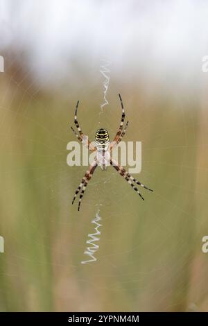 Female Wasp Spider on a Web Stock Photo - Alamy