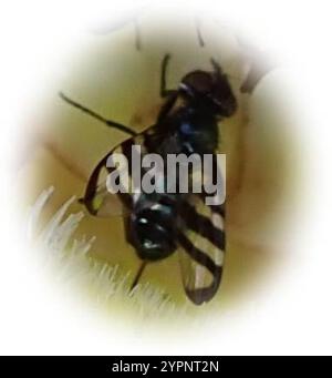 Signal Flies (Platystomatidae Stock Photo - Alamy