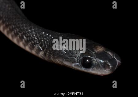 Central African Forest File Snake (Limaformosa savorgnani Stock Photo ...