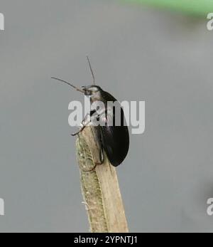 Common Sun Beetle (Amara aenea Stock Photo - Alamy
