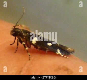 Six-spotted Aroga Moth (Aroga compositella Stock Photo - Alamy