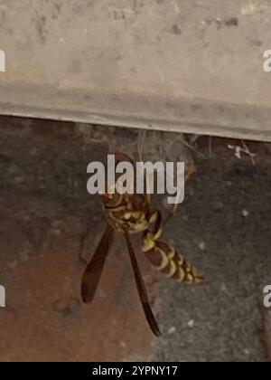 Guinea Paper Wasp (Polistes exclamans Stock Photo - Alamy