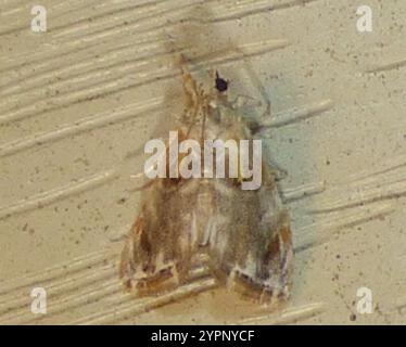 Basal-dash Glaphyria Moth (Glaphyria basiflavalis Stock Photo - Alamy