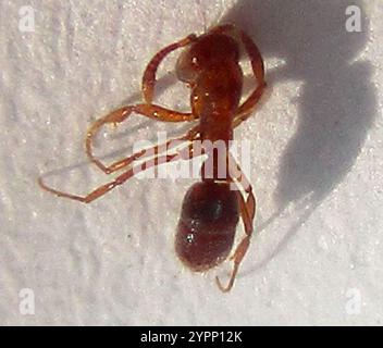 Typical Ponerine Ants (Ponerini Stock Photo - Alamy