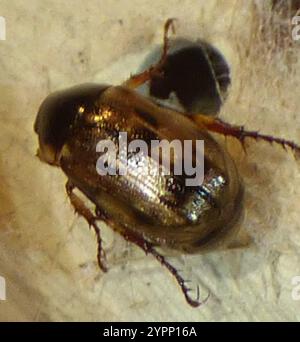 Pale and Green Leaf Chafers (Anomala Stock Photo - Alamy