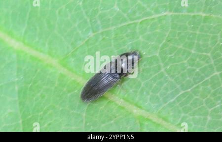 Oak Click Beetle (Limonius quercinus Stock Photo - Alamy