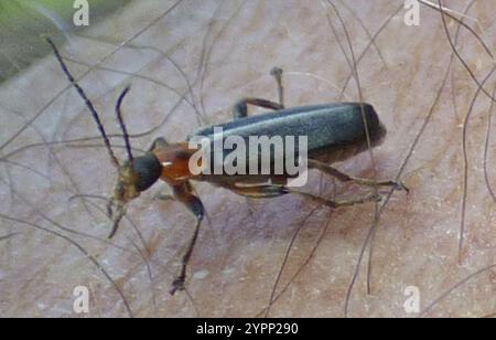 Variable False Darkling Beetle (Osphya varians Stock Photo - Alamy