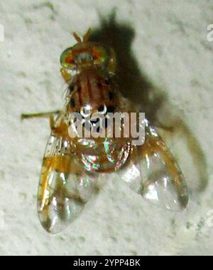 Marula Fruit Fly (Ceratitis cosyra Stock Photo - Alamy