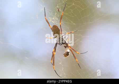 Tiger Spider (Trichonephila plumipes Stock Photo - Alamy