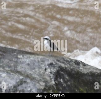 White-capped Dipper, (Cinclus leucocephalus) in fast flowing river on ...