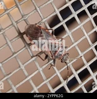 Elm Seed Bug (Arocatus melanocephalus Stock Photo - Alamy