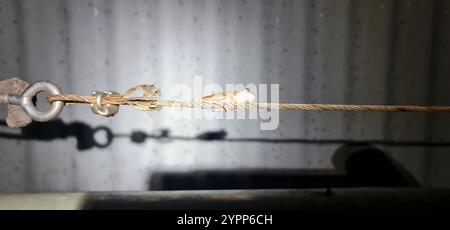 Western Laughing Tree Frog (Litoria ridibunda Stock Photo - Alamy
