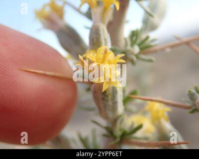horsebrushes and cottonthorns (Tetradymia Stock Photo - Alamy