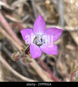 greater yellowthroat gilia (Gilia tenuiflora arenaria Stock Photo - Alamy