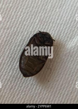 Two-spotted Carpet-beetle (Attagenus pellio Stock Photo - Alamy