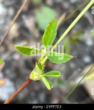 cowbag clover (Trifolium depauperatum Stock Photo - Alamy