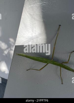 Unarmed Stick-insect; Acanthoxyla inermis; Summer; Cornwall; UK Stock ...