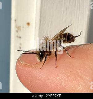 Horn-faced Mason Bee (Osmia cornifrons Stock Photo - Alamy