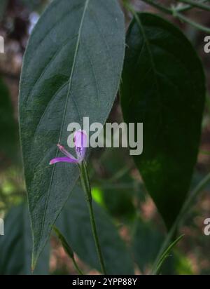 Panicled Foldwing (Dicliptera paniculata Stock Photo - Alamy