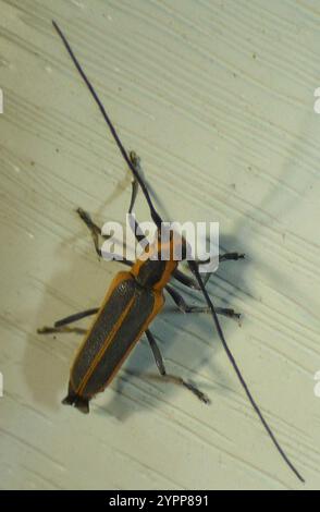 Red-edged Saperda (Saperda lateralis Stock Photo - Alamy