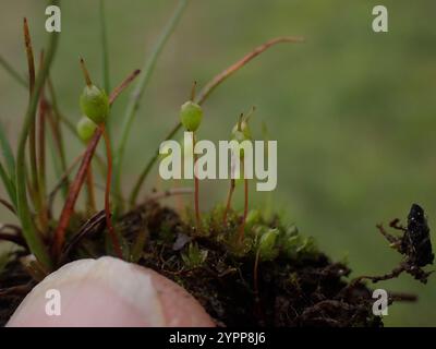 common bladder moss (Physcomitrium pyriforme), Plantae, Prince William ...