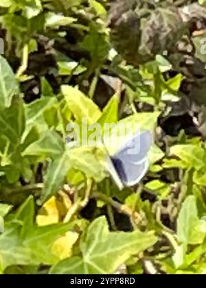 Pacific Azure (Celastrina echo echo Stock Photo - Alamy