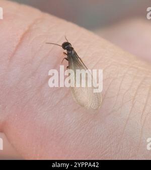 Western Subterranean Termite (Reticulitermes hesperus Stock Photo - Alamy