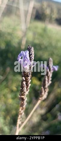 Cut-leaved lavender (Lavandula multifida Stock Photo - Alamy