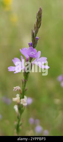 Texas vervain (Verbena halei Stock Photo - Alamy